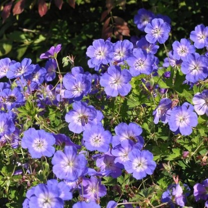 Герань гибридная (Geranium hybrida Rozanne) - C2/C3. Остаток:19шт