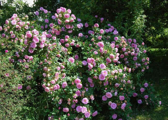 Роза канадская (Rose canadian Wasagaming) - C4. Остаток:28шт