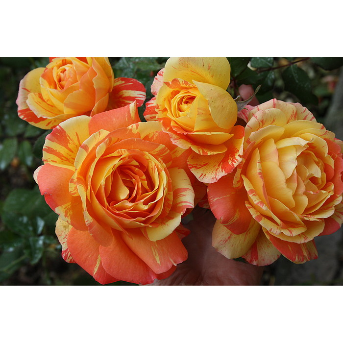 Роза чайно-гибридная (Rose hybrid tea Marvelle) - C7. Остаток:6шт