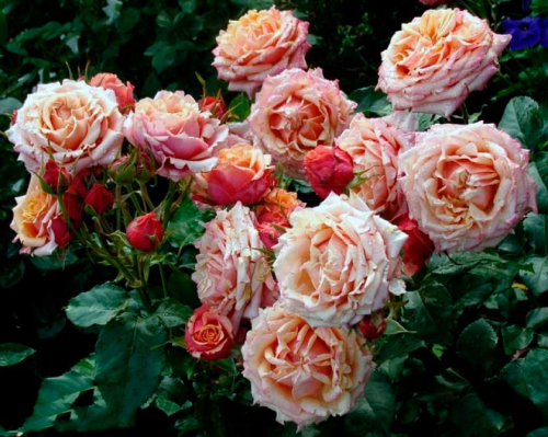 Роза чайно-гибридная (Rose hybrid tea Cherry Brandy) - C4. Остаток:37шт