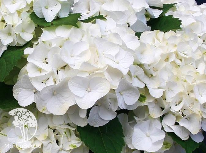 Гортензия крупнолистная (Forever & Ever® White C2 ). Остаток шт 5