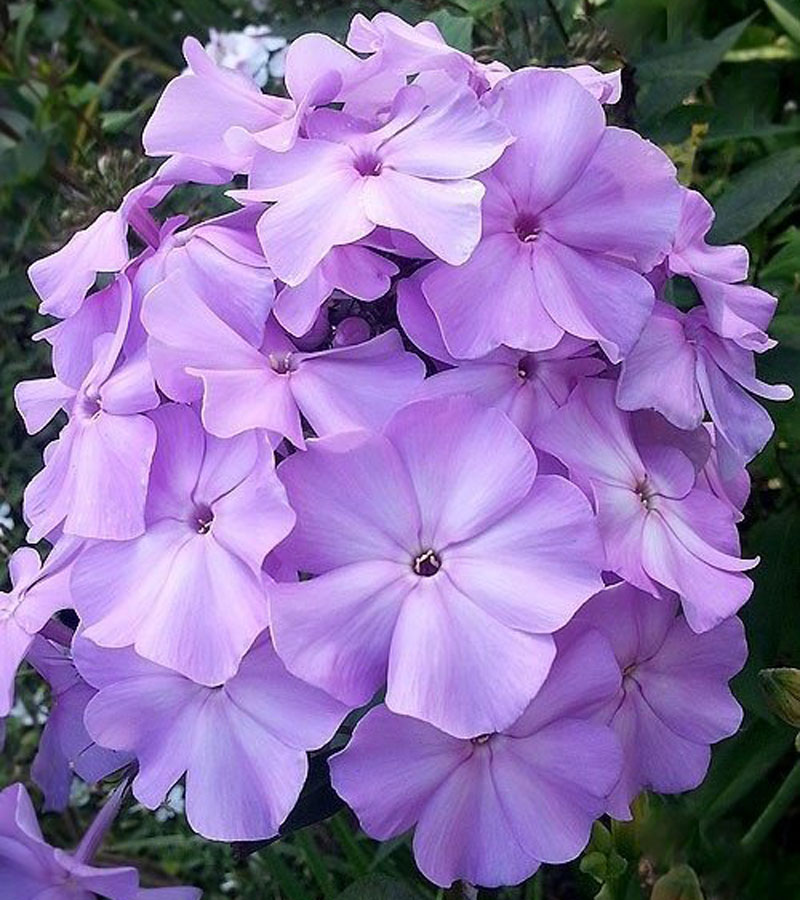 Phlox (P) Lilac Time