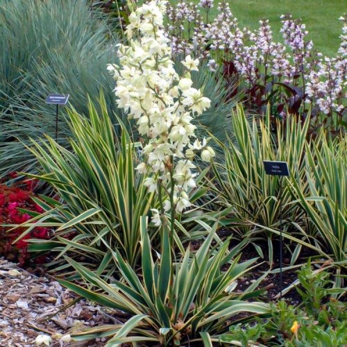 Yucca filamentosa Bright Edge