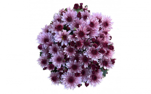 Хризантема Мультифлора Sunbeam Lively Pink Bicolor