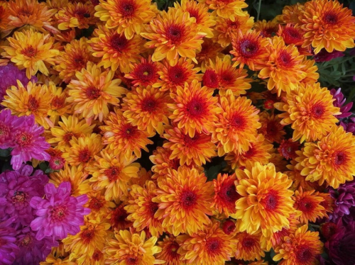 Хризантема Мультифлора Sunbeam Lively Red Bicolor