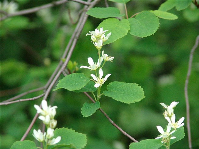 Ирга колосистая (Amelanchier spicata ) - C3 60-80. Остаток:113шт
