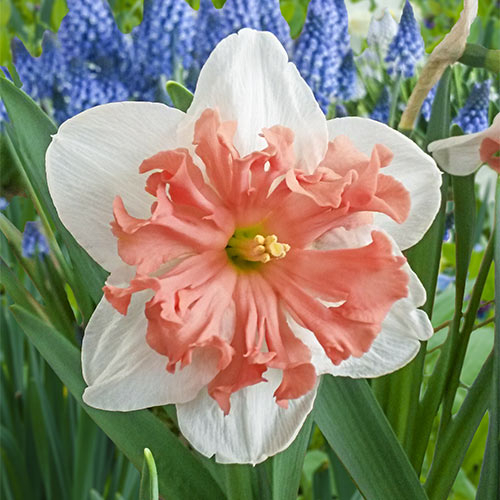 Нарцисс Шрайк, цена за 1 шт