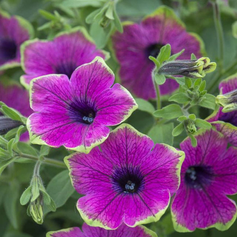 ПЕТУНИЯ TEA PURPLE GREEN EDGE