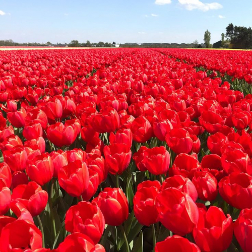 Red Impression. DARWIN HYBRID - IMPRESSIONS