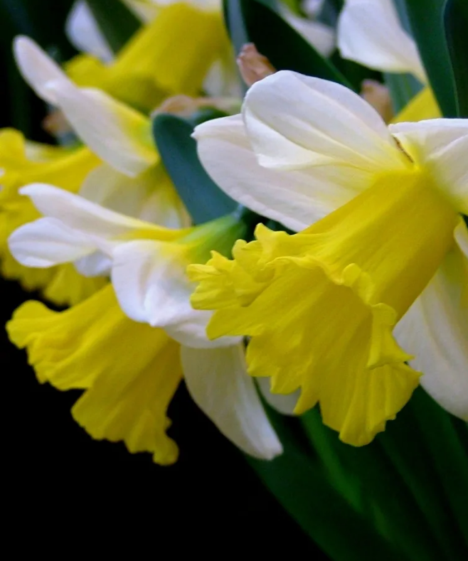 Goblet (уп.5шт). НАРЦИССЫ ТРУБЧАТЫЕ