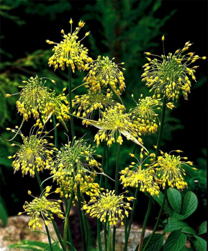 flavum (уп.10шт). АЛЛИУМ