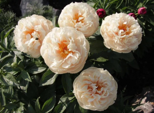 Pastelegance. Пион