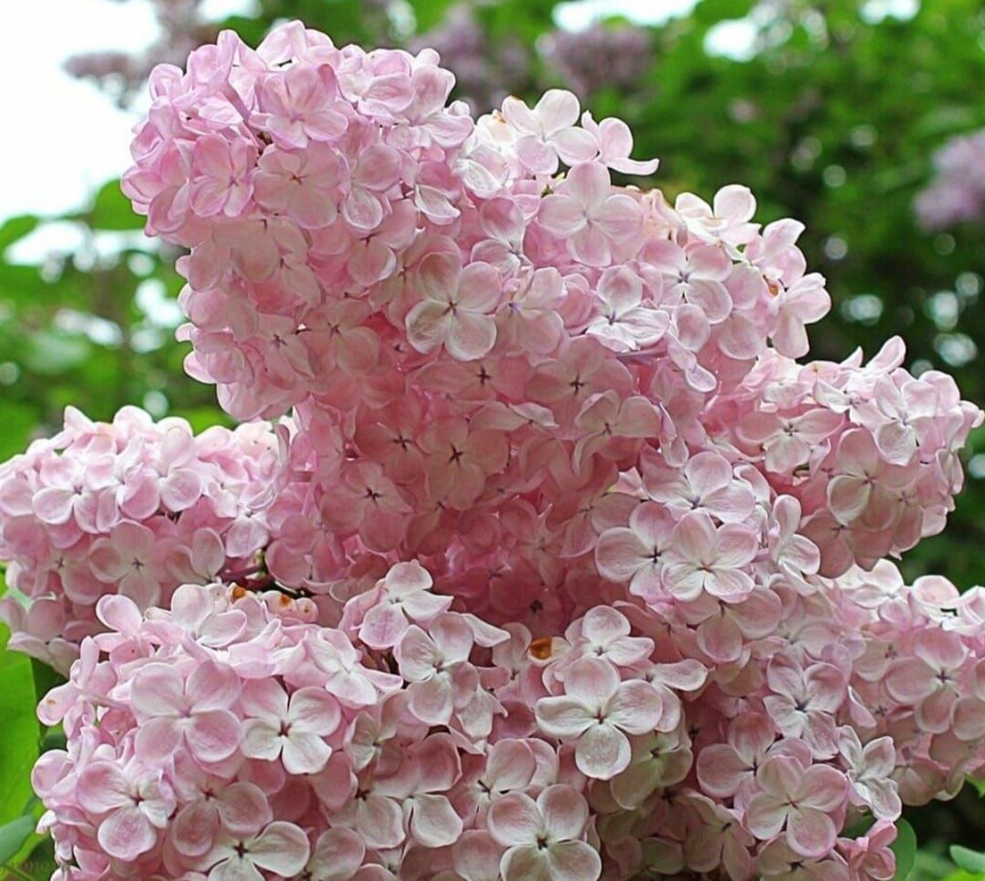 Сирень Вечерний Звон, Н 30+см,