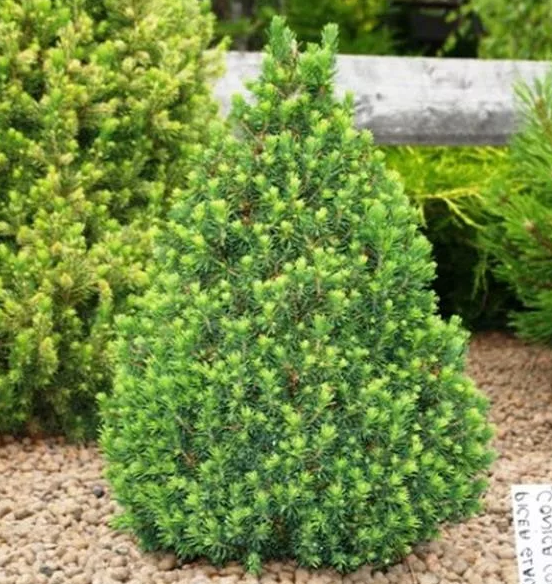 Picea glauca Conica C3