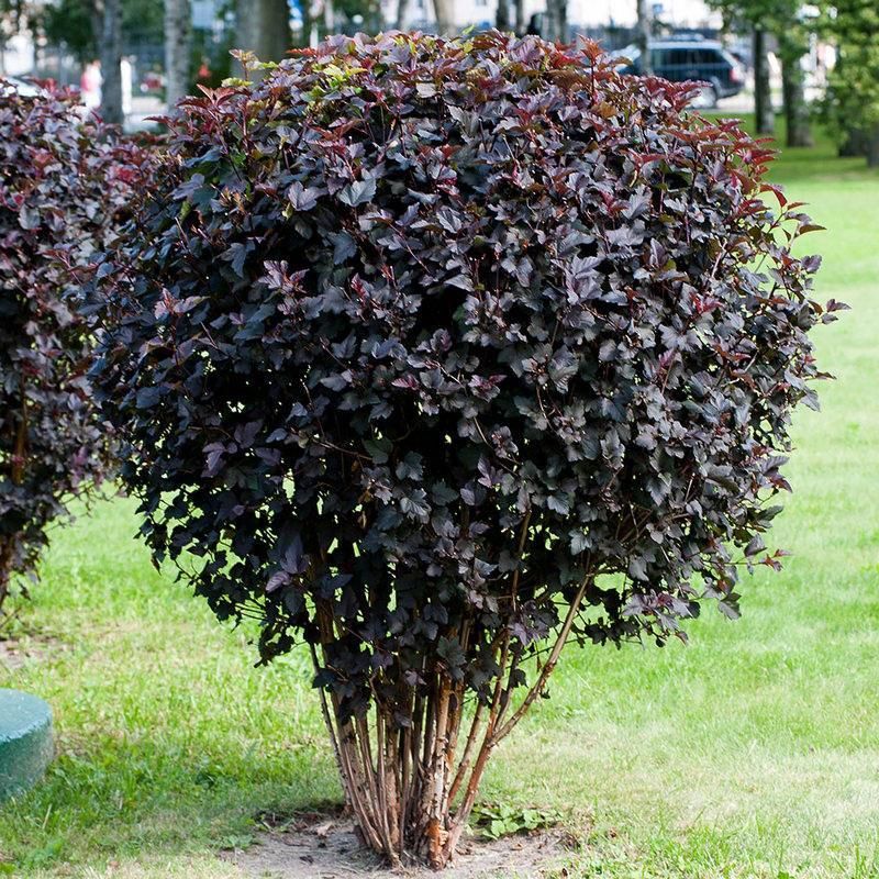 Physocarpus opulifolius Diabolo C3