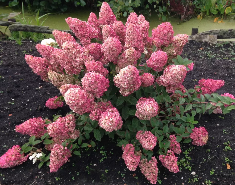 Hydrangea paniculata Sundae Fraise C3