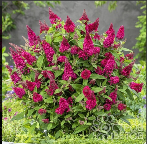 Buddleja davidii Butterfly Candy Little Ruby C4,5