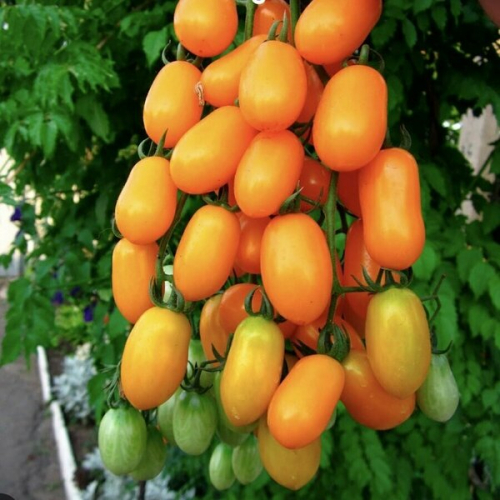 Семена Томат Гном Банановые Пальчики (Dwarf Banana Toes) 10 шт. / НОВИНКА