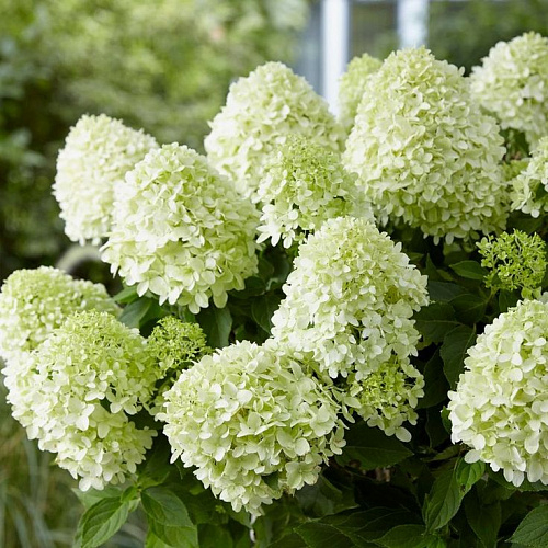 Гортензия Hydrangea pan. Little Alf (тип горшка с3)