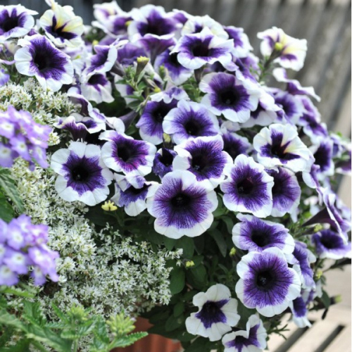 Петуния Potunia Plus Purple Halo