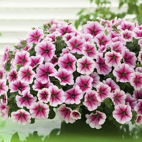 Петуния Opera Supreme Raspberry Ice