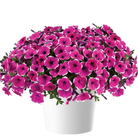 Петуния Cascadias Rim Cherry