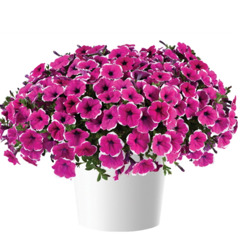 Петуния Cascadias Rim Cherry