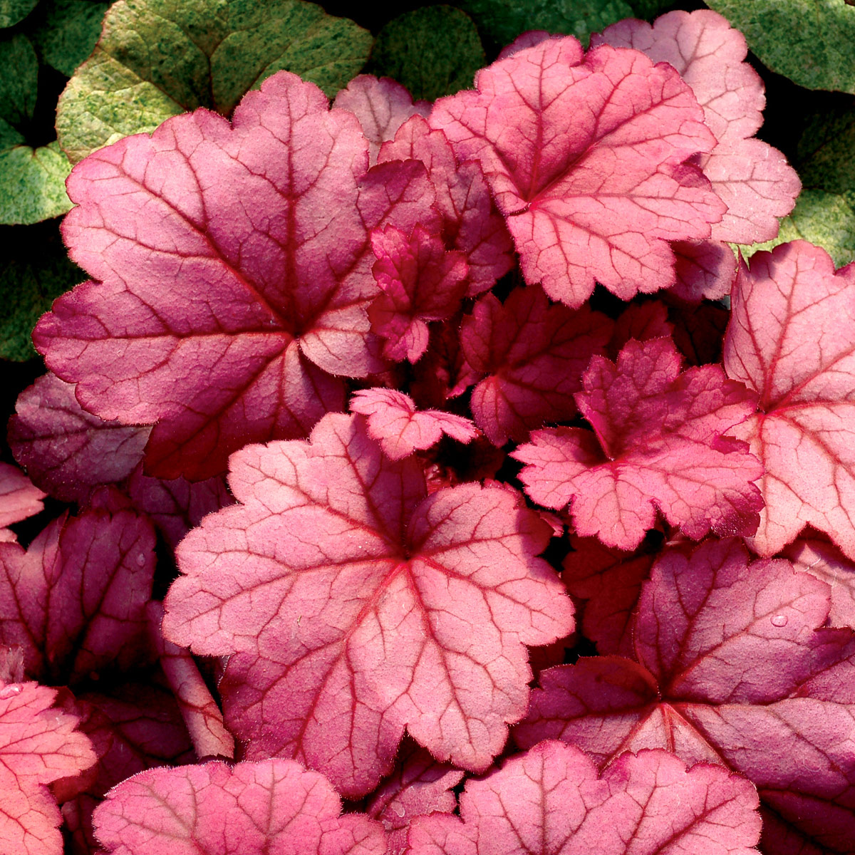 Гейхера Georgia Plum