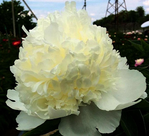 Princess Bride. Молочноцветковый (Lactiflora)