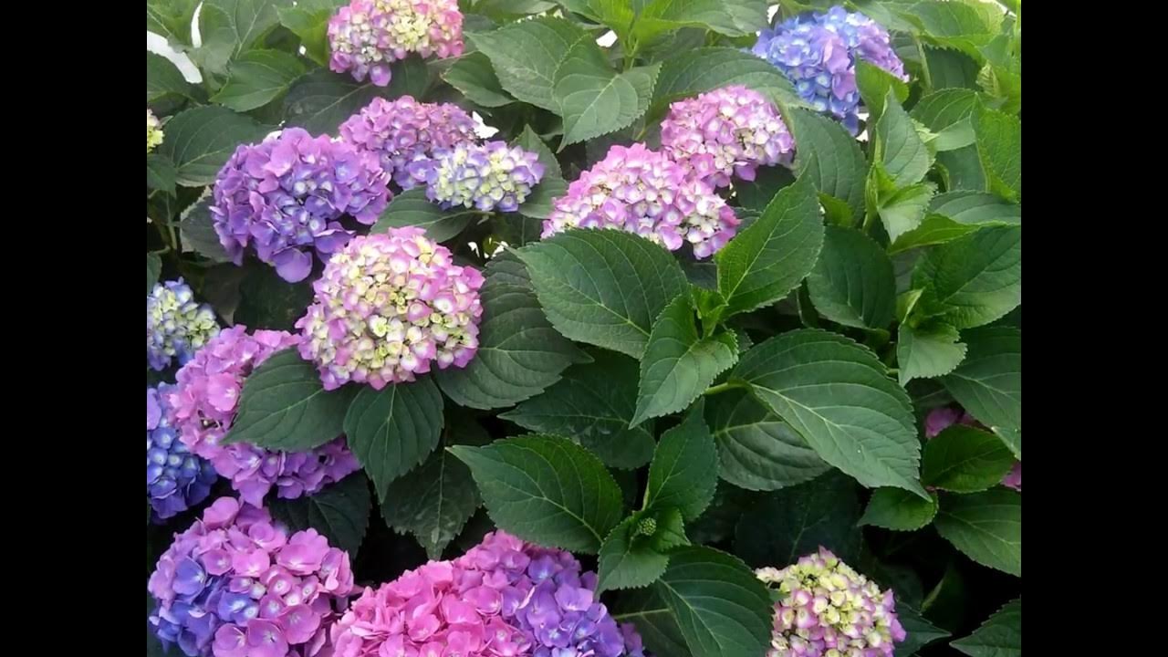 Гортензия крупнолистная (Hydrangea macrophylla Forever & Ever) - C2. Остаток:5шт