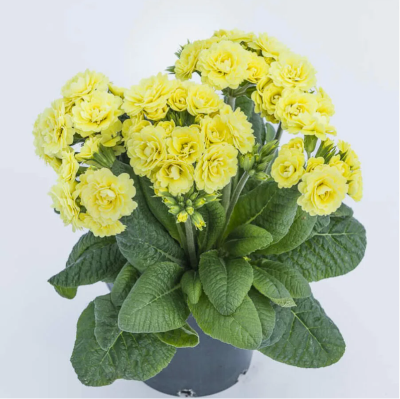 Примула элатиор Polyanna Fresh Lemon, укорененные черенки