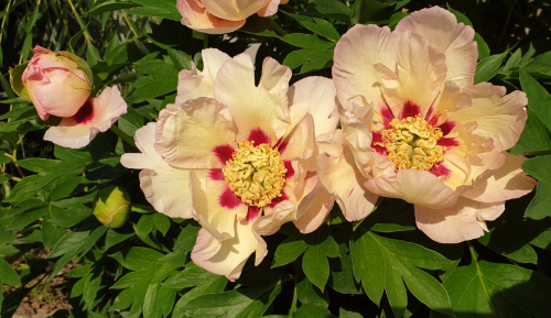 Itoh Pastel Splendor