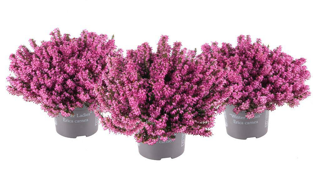 Erica Winter Ladies розовая Р9