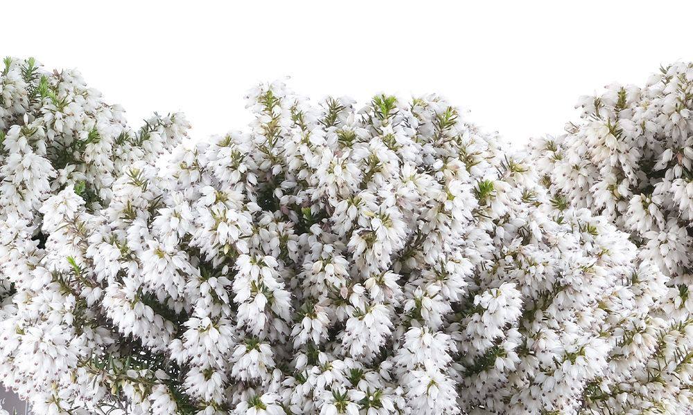Erica Winter Ladies белая Р9