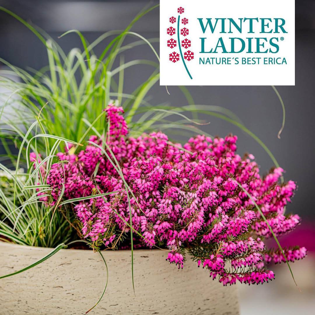 Erica Winter Ladies розовая Р9