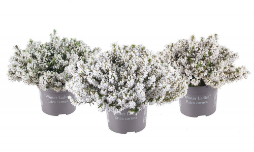 Erica Winter Ladies белая Р9