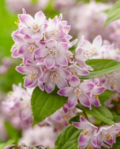 Дейция(Deutzia) Raspberry Sundae, K18